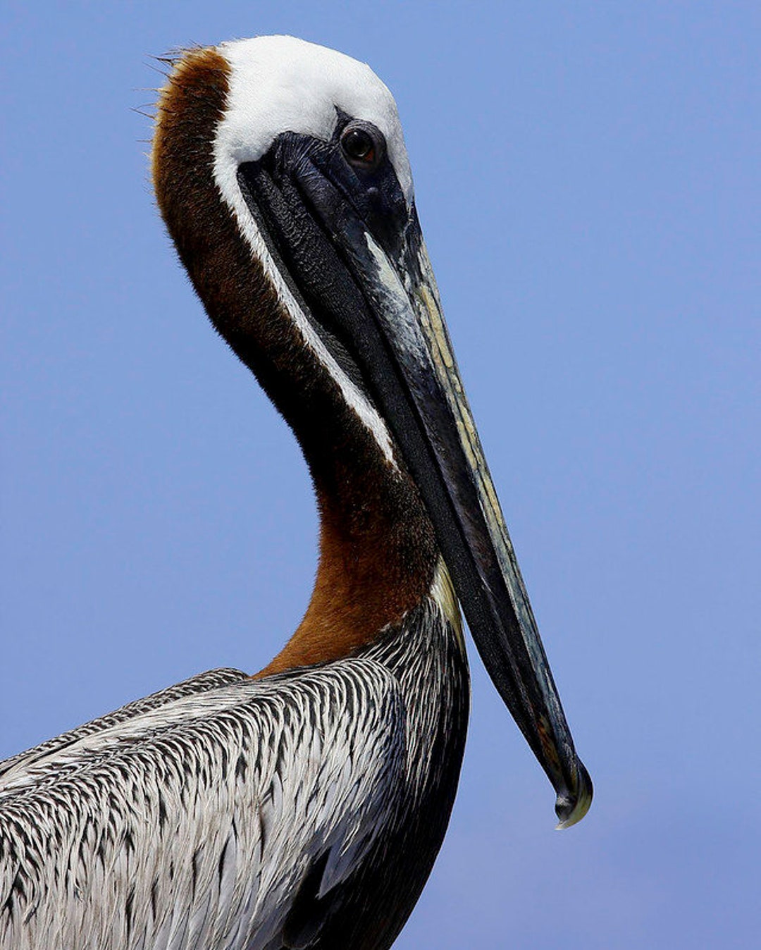 Brett Klaproth Wildlife Photography Matted and Bagged 8 X 10 Brown ...