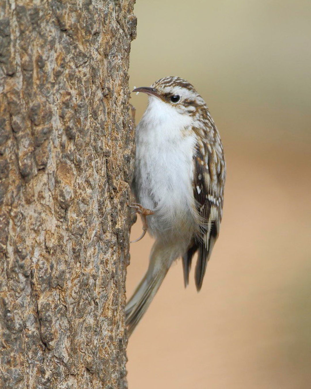 Brett Klaproth Wildlife Photography Matted and Bagged 8 X 10 Brown ...
