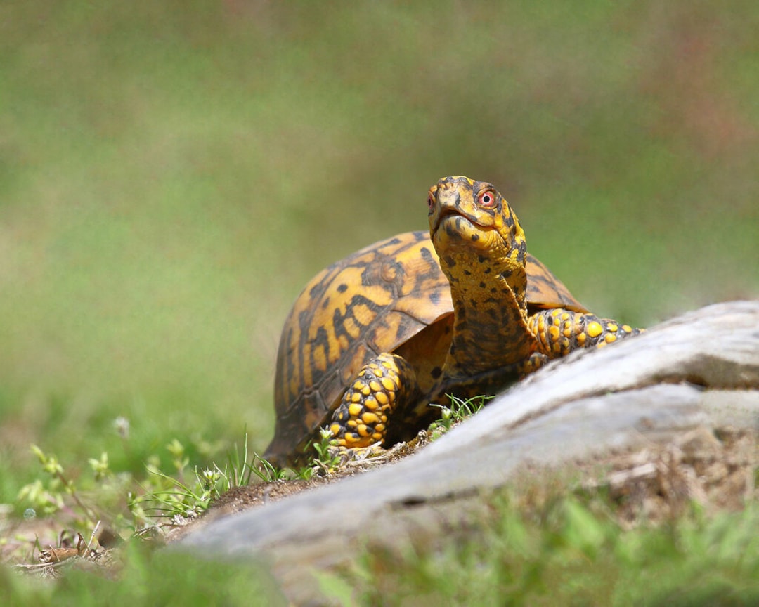 Brett Klaproth Wildlife Photography Matted and Bagged 8 X 10 Eastern ...
