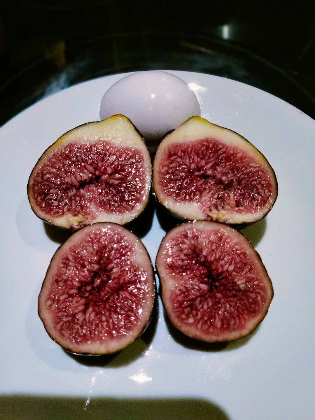 Texas Blue Giant Fig Live Plant in 1 Gallon Pot Free Shipping - Etsy