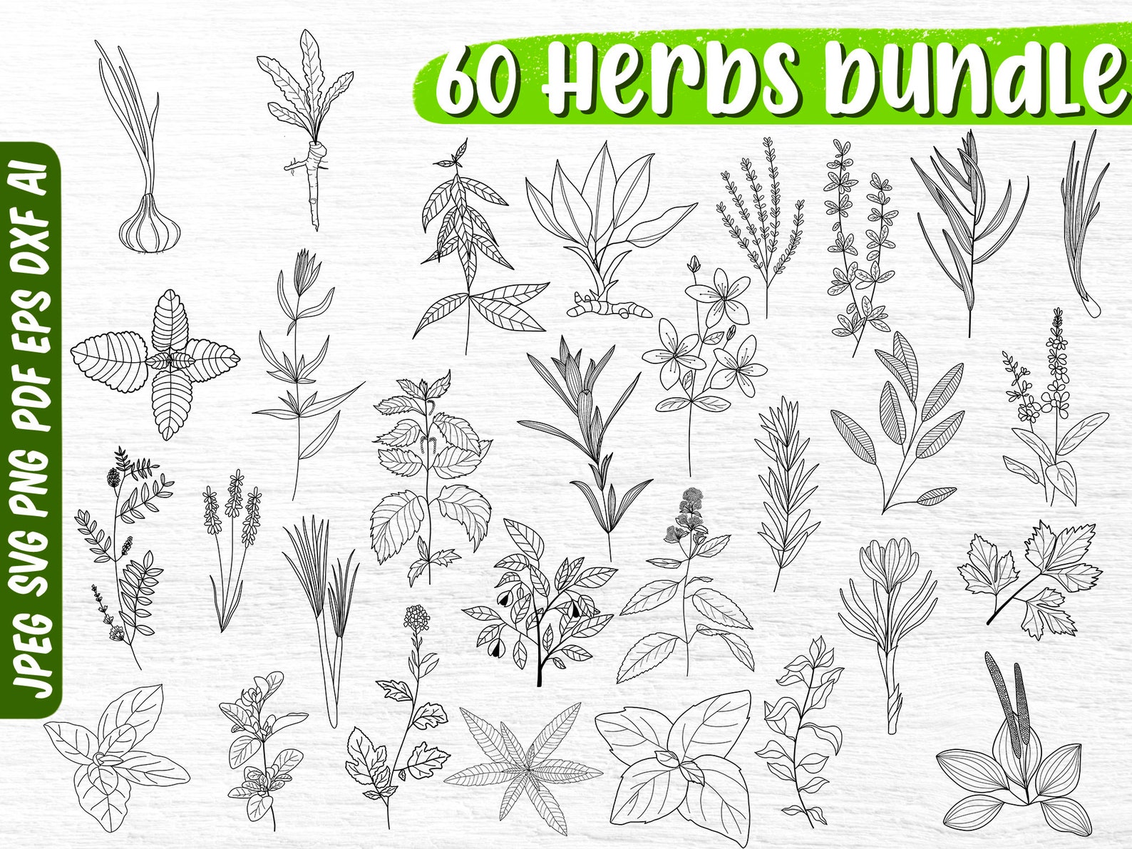 Kitchen Herb Svg Bundle Herb Clip Art Bundle Herb Svg - Etsy