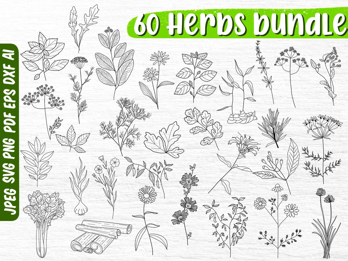 Kitchen Herb Svg Bundle Herb Clip Art Bundle Herb Svg - Etsy