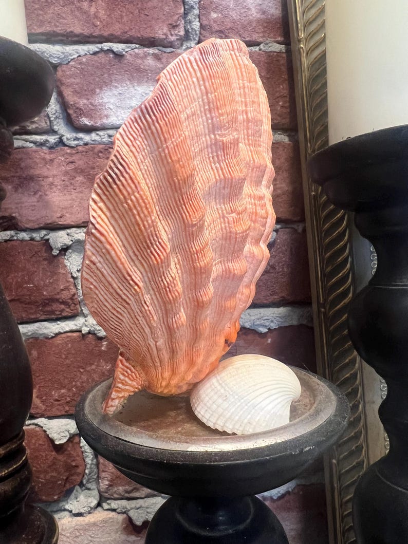 Seashell Nativity Scene, Birth of Jesus Christ. in the Scene Are the ...