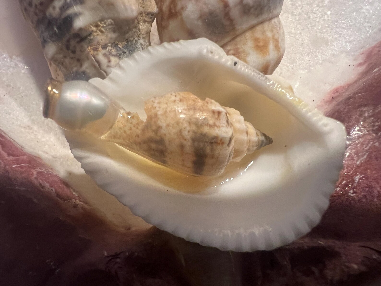 Seashell Nativity Scene, Birth of Jesus Christ. in the Scene Are the ...