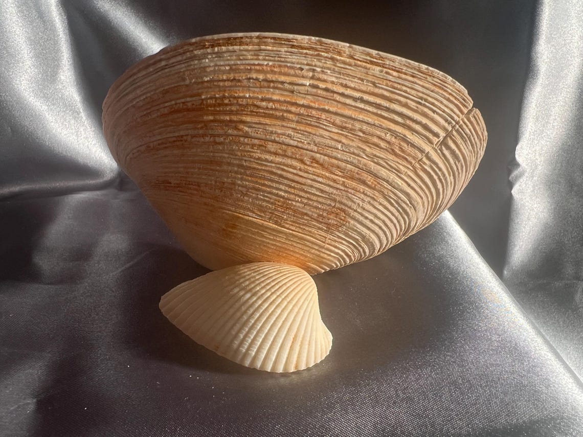 Seashell Nativity Scene, Birth of Jesus Christ. in the Scene Are the ...