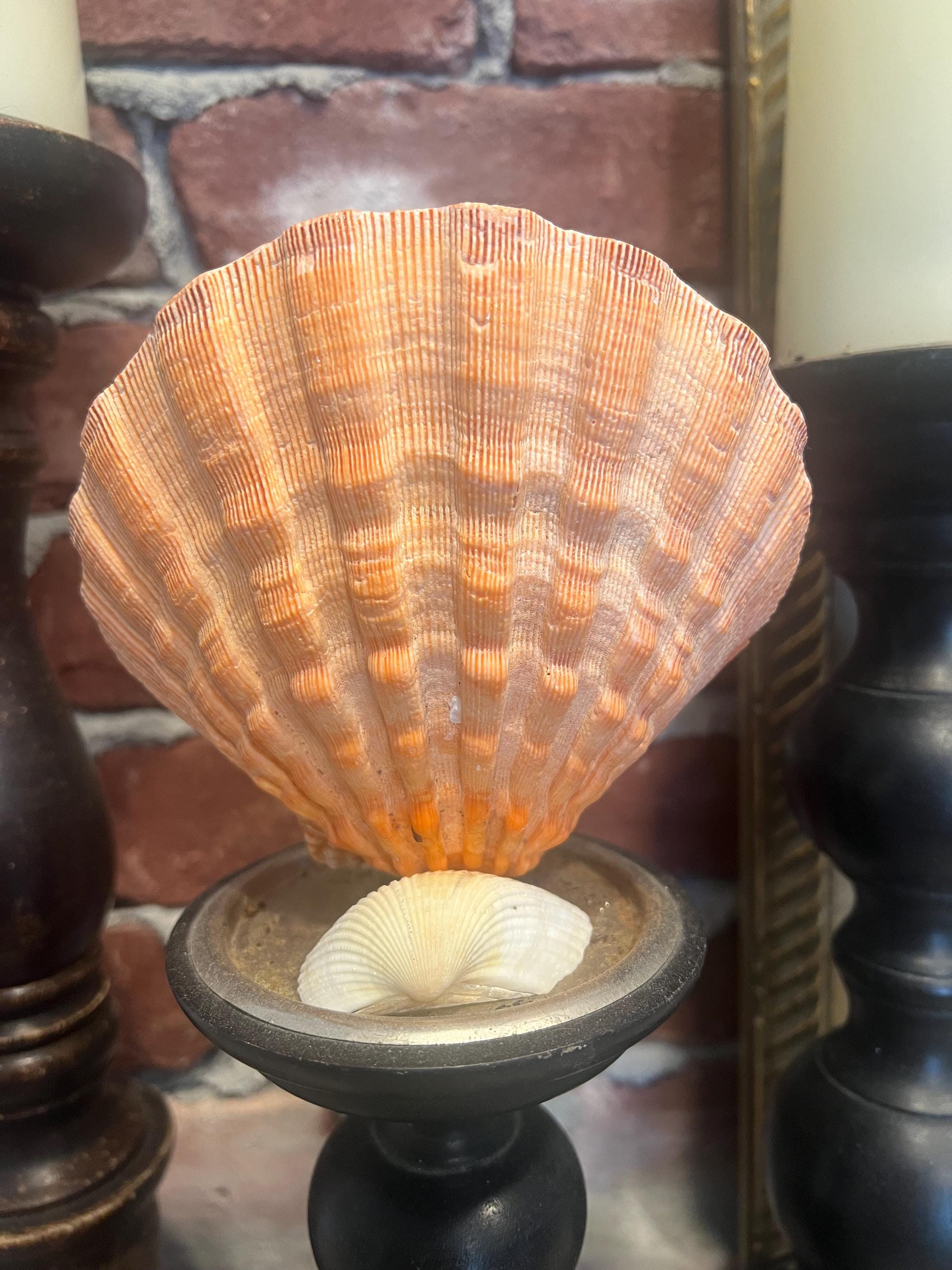 Seashell Nativity Scene, Birth of Jesus Christ. in the Scene Are the ...