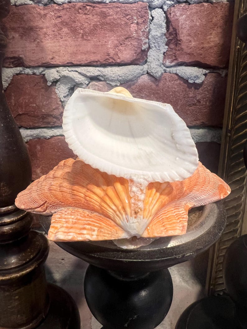 Seashell Nativity Scene, Birth of Jesus Christ. in the Scene Are the ...