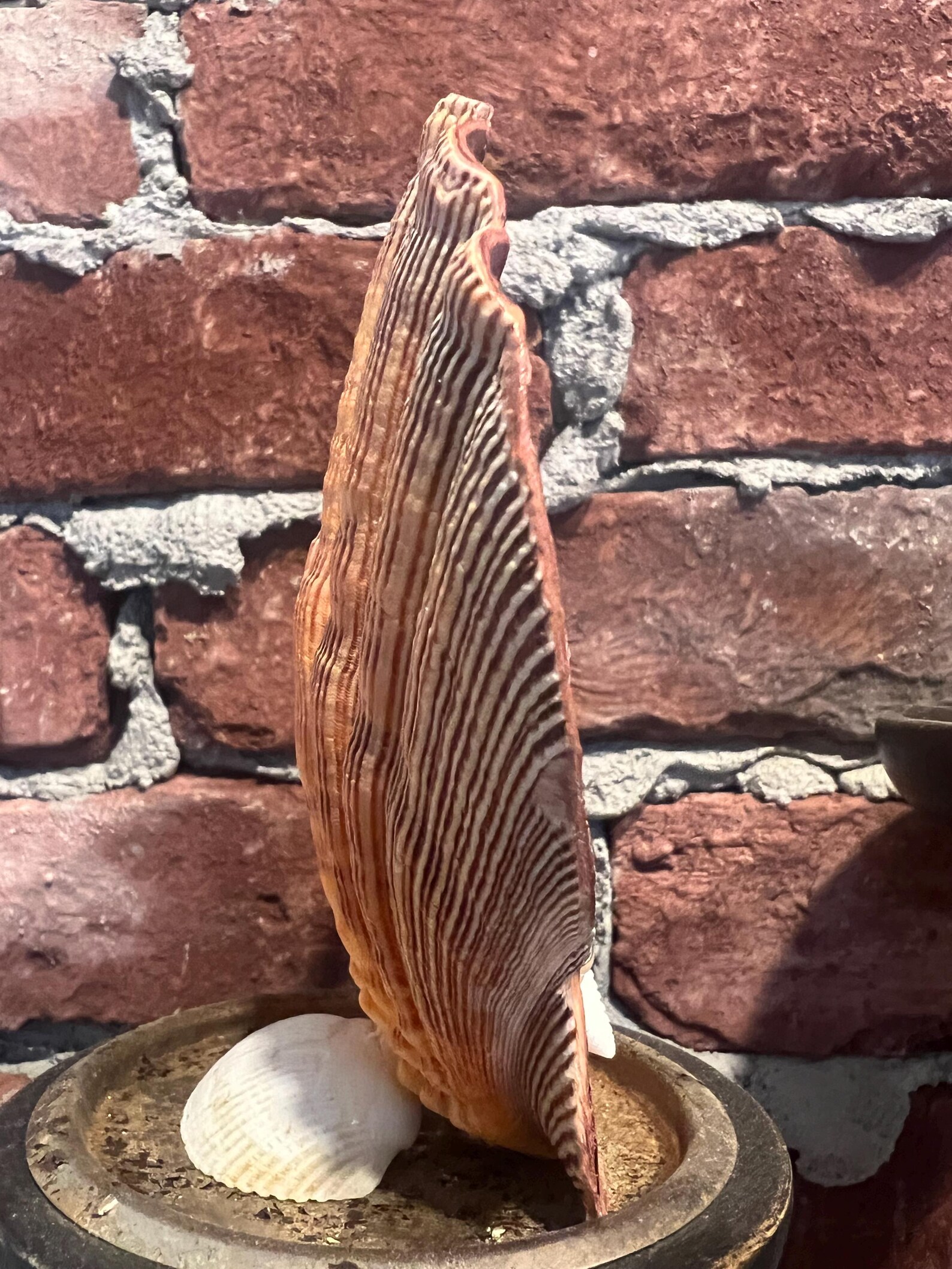 Seashell Nativity Scene, Birth of Jesus Christ. in the Scene Are the ...