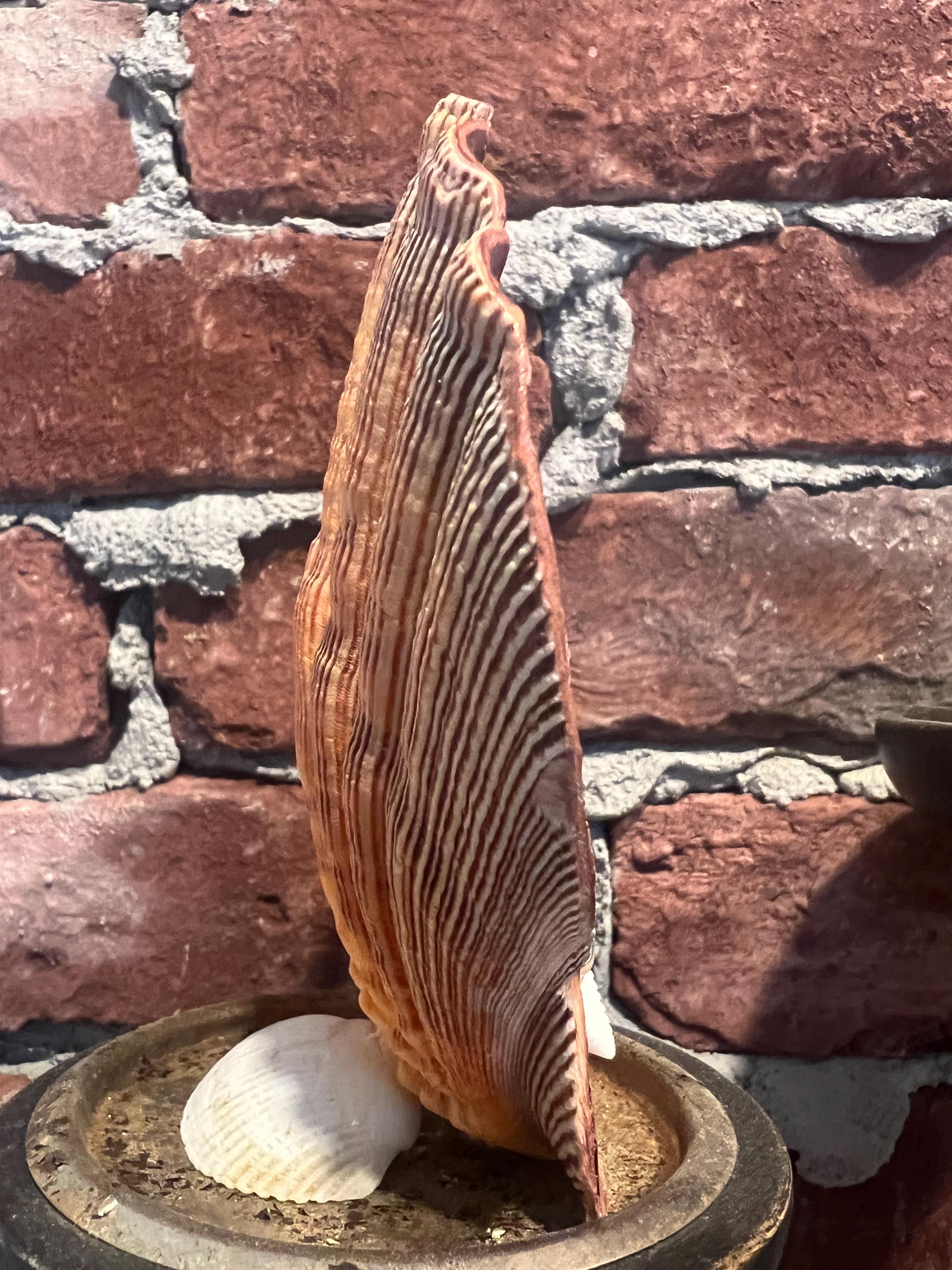 Seashell Nativity Scene, Birth of Jesus Christ. in the Scene Are the ...