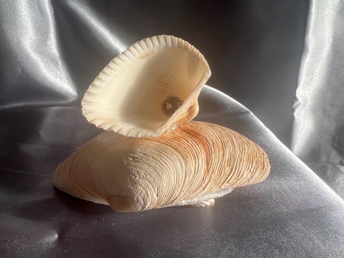 Seashell Nativity Scene, Birth of Jesus Christ. in the Scene Are the ...