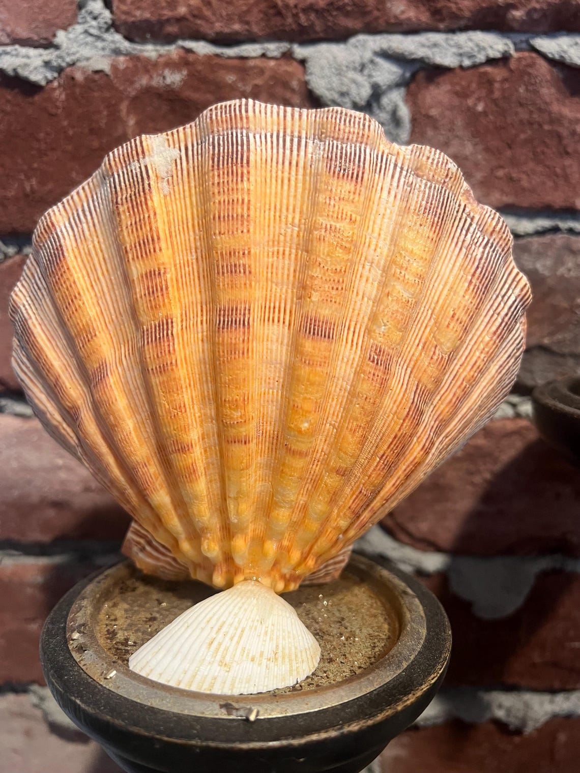 Seashell Nativity Scene, Birth of Jesus Christ. in the Scene Are the ...