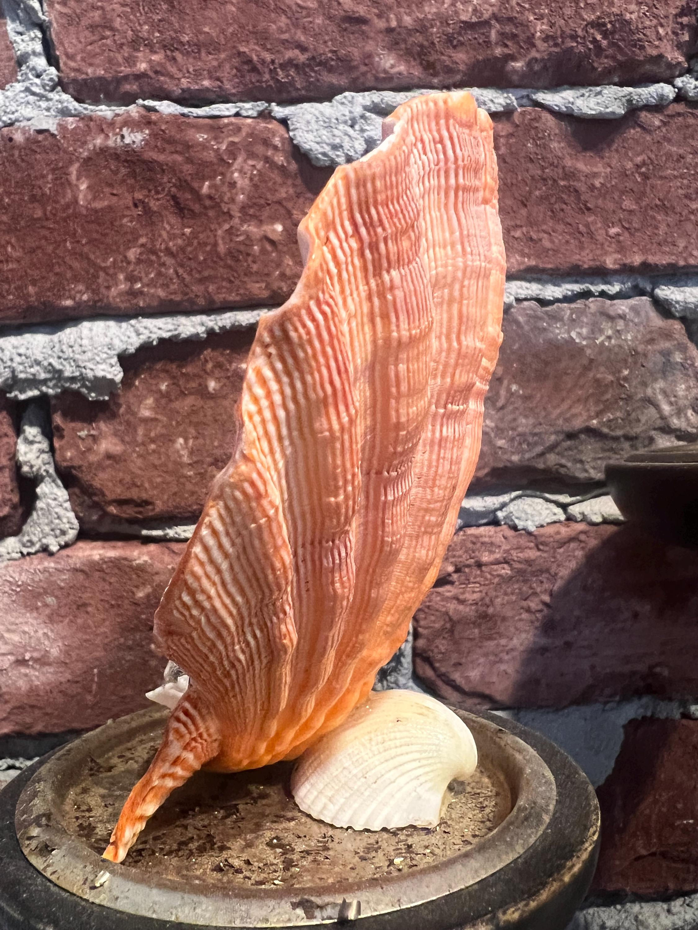 Seashell Nativity Scene, Birth of Jesus Christ. in the Scene Are the ...