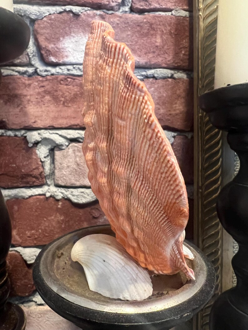 Seashell Nativity Scene, Birth of Jesus Christ. in the Scene Are the ...