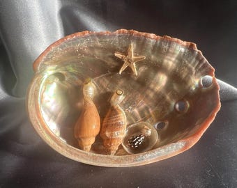 Seashell Nativity Scene, Birth of Jesus Christ. in the Scene Are the ...