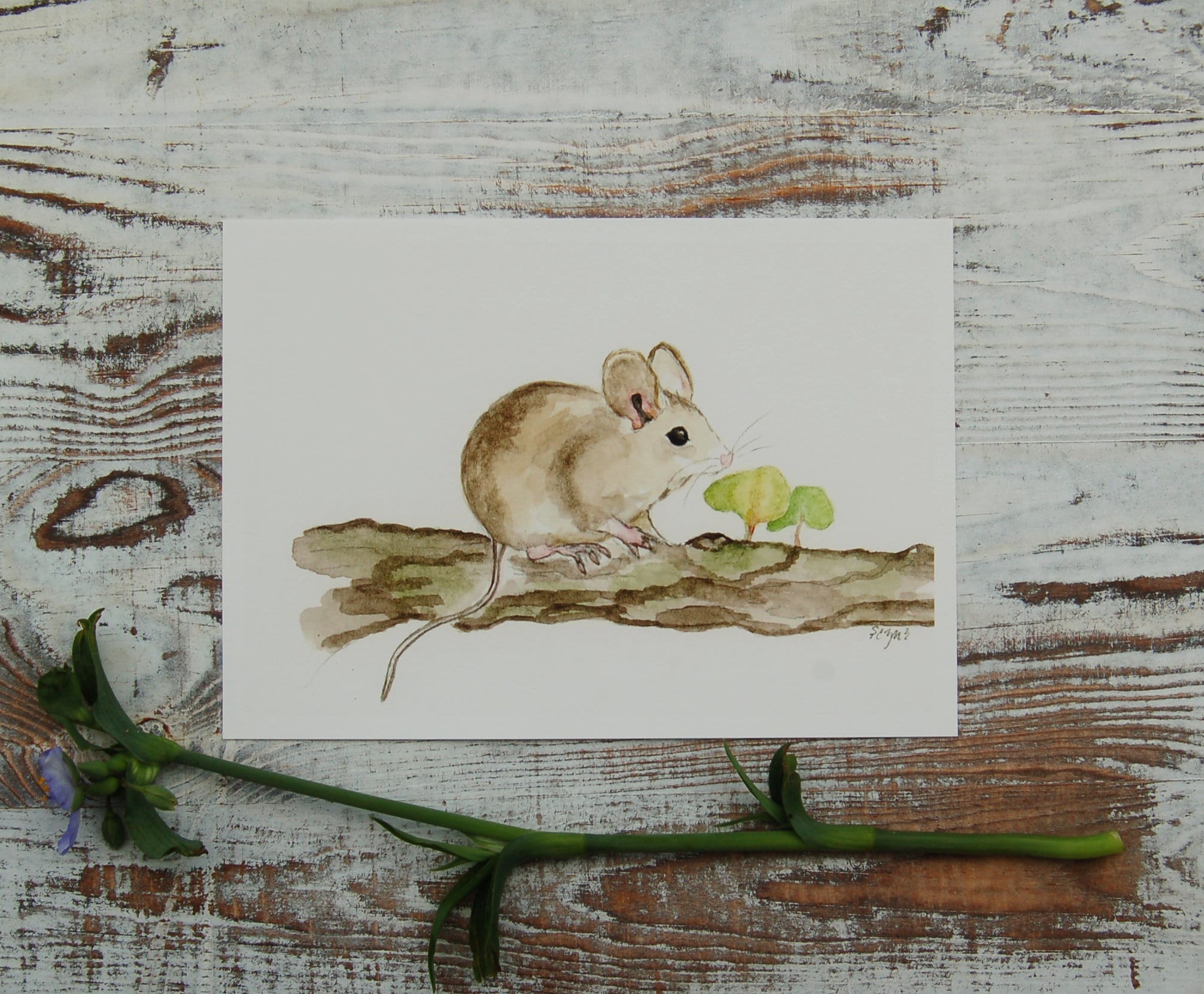 Cute Field Mouse- Fine Art Print- Gift for a Nature Lover- - Etsy
