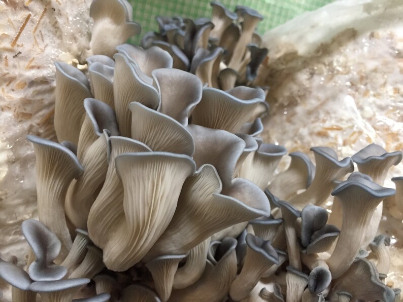 Blue Oyster Mycelium Liquid Culture (pleurotus Columbinus) - Etsy