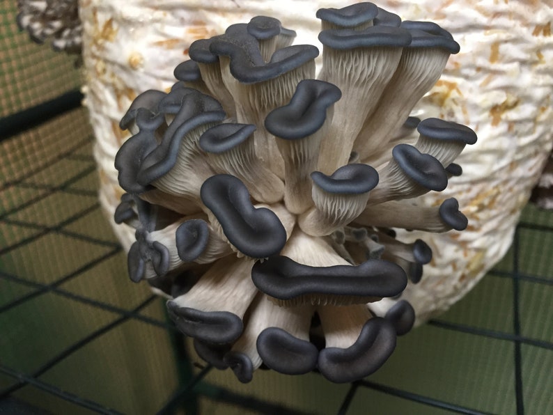 Blue Oyster Mycelium Liquid Culture (pleurotus Columbinus) - Etsy