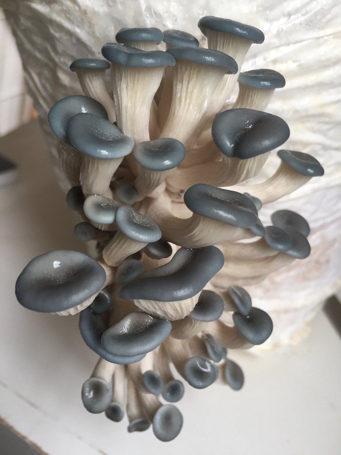 Blue Oyster Mycelium Liquid Culture (pleurotus Columbinus) - Etsy