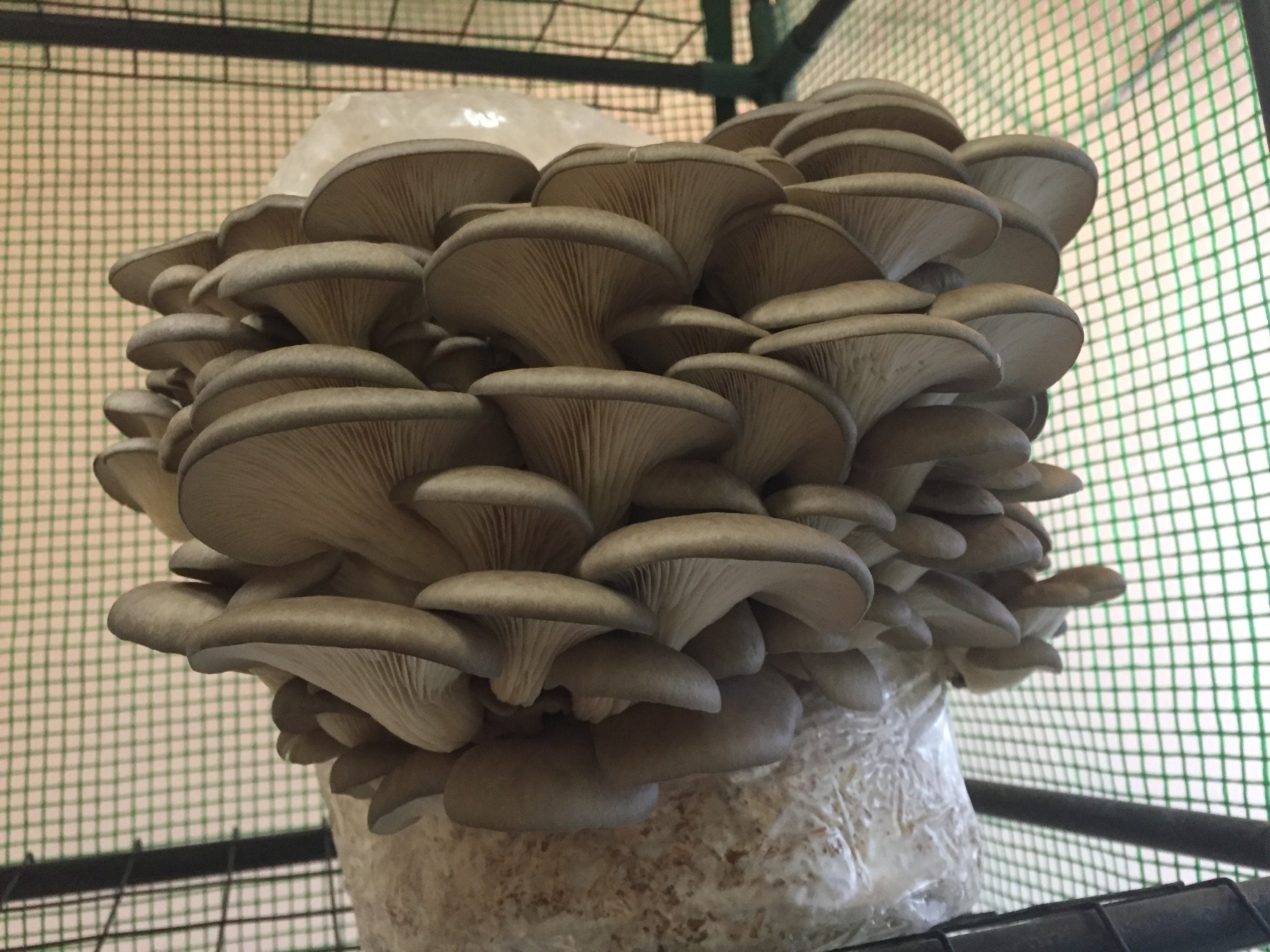 Pleurotus Ostreatus Mycelium
