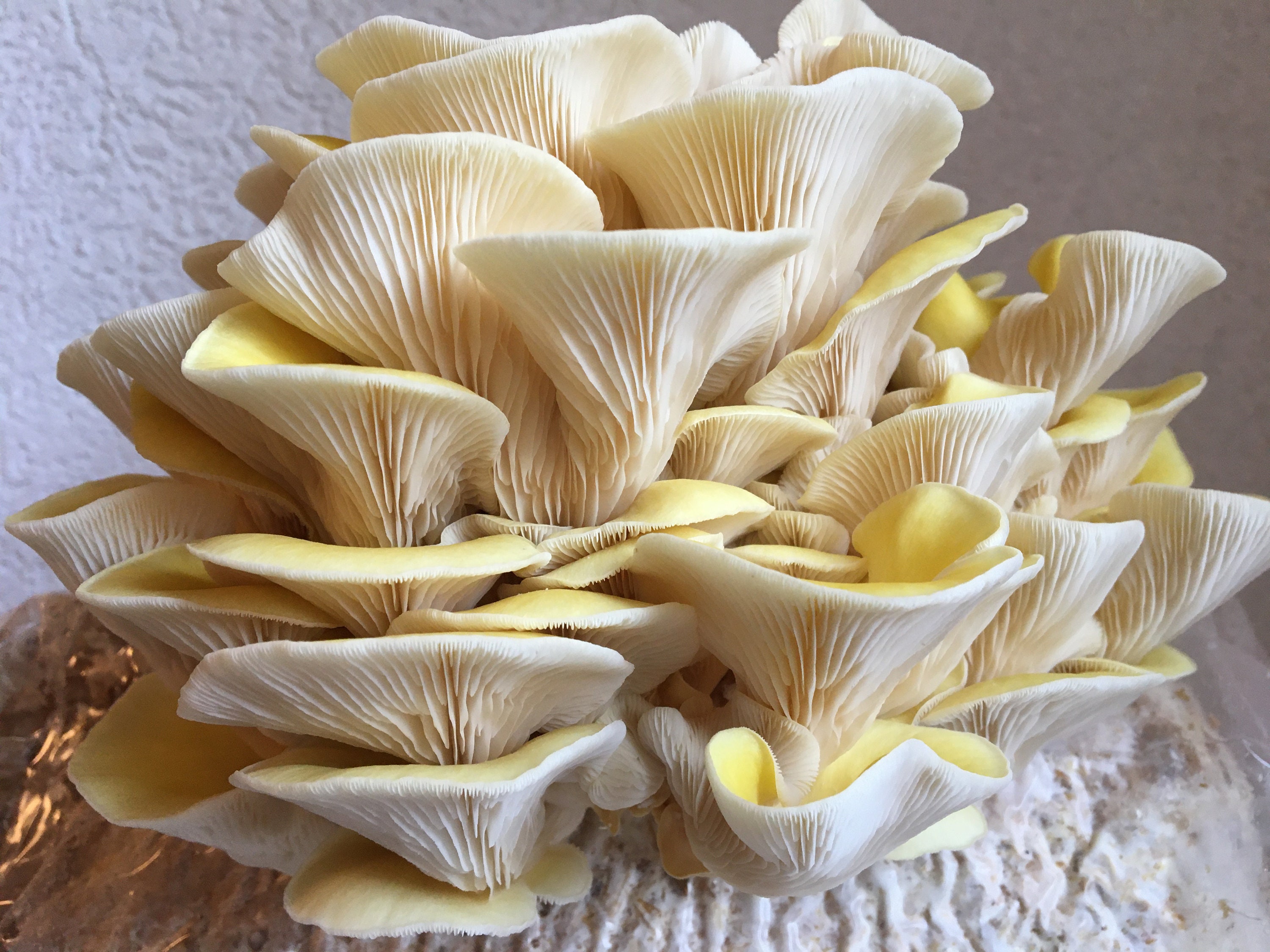 Golden Oyster Mycelium Liquid Culture (pleurotus Citrinopileatus) - Etsy