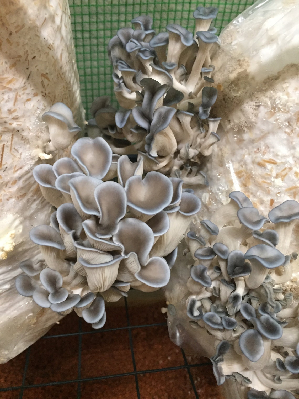 Blue Oyster Mycelium Liquid Culture (pleurotus Columbinus) - Etsy