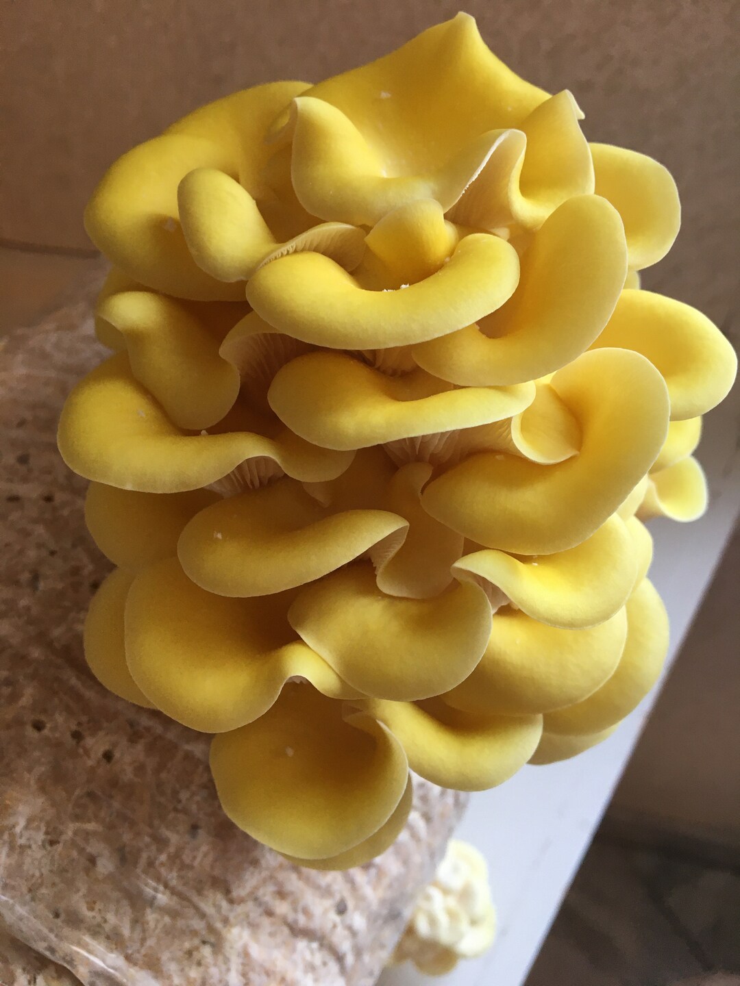 Golden Oyster Mycelium Liquid Culture (pleurotus Citrinopileatus) - Etsy