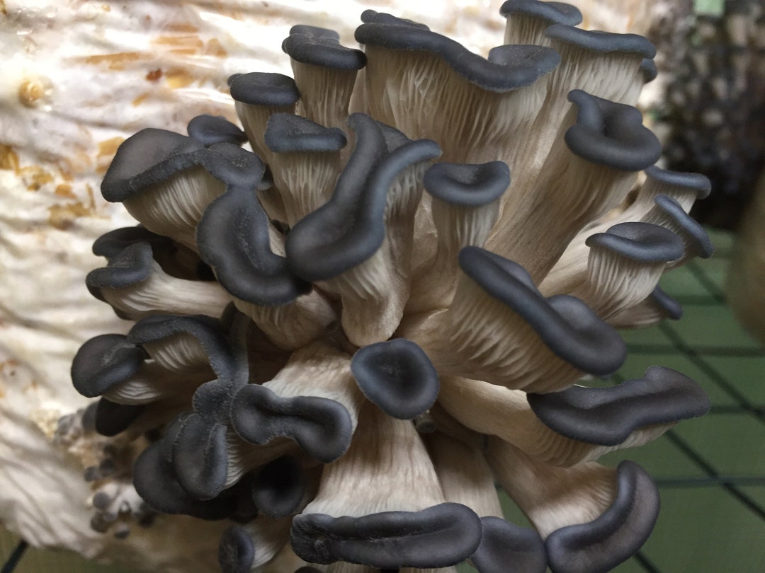 Blue Oyster Mycelium Liquid Culture (pleurotus Columbinus) - Etsy