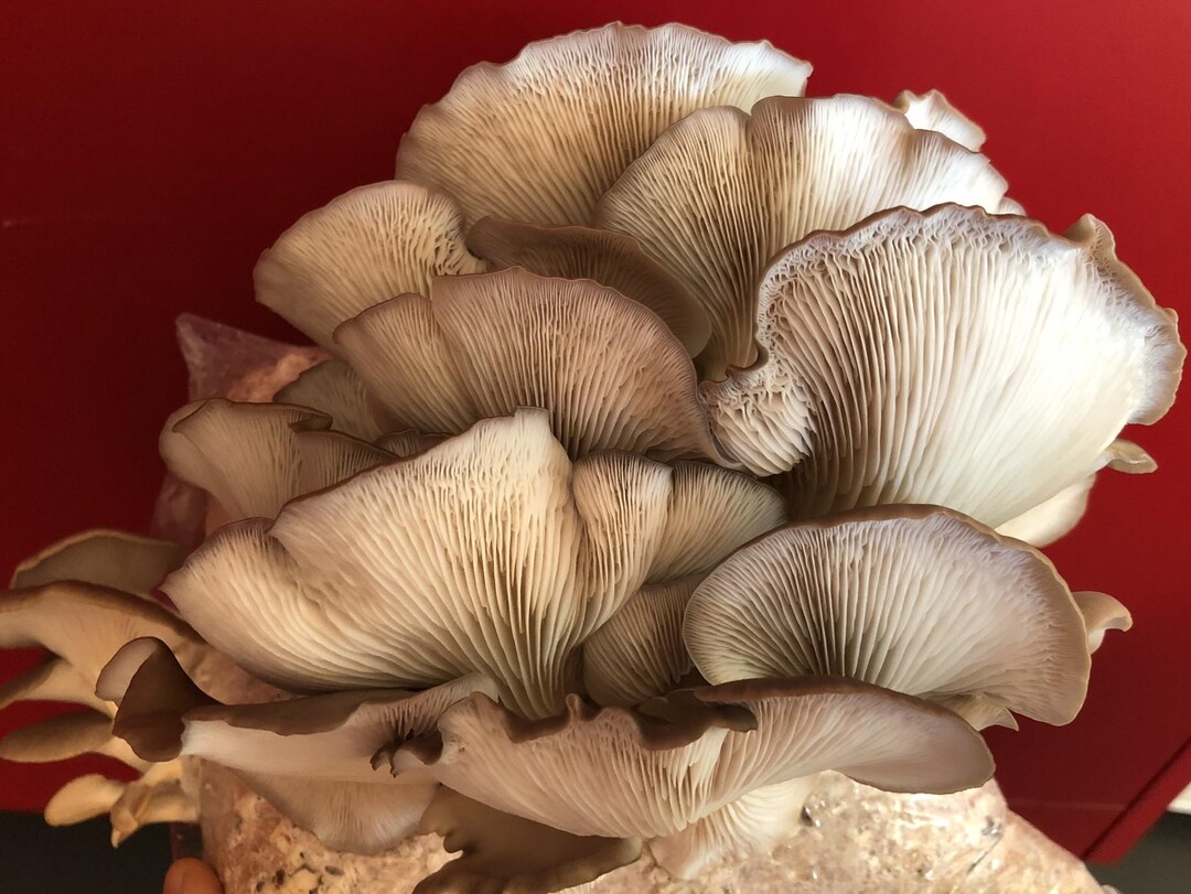 Tarragon Oyster Mycelium Liquid Culture (pleurotus Euosmus) - Etsy