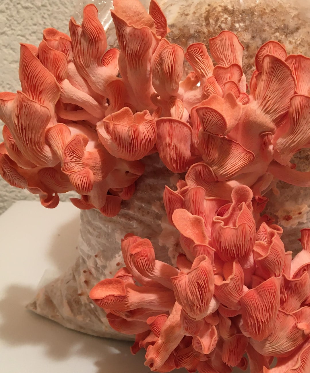 Pink Oyster Mycelium Liquid Culture (pleurotus Djamor) - Etsy