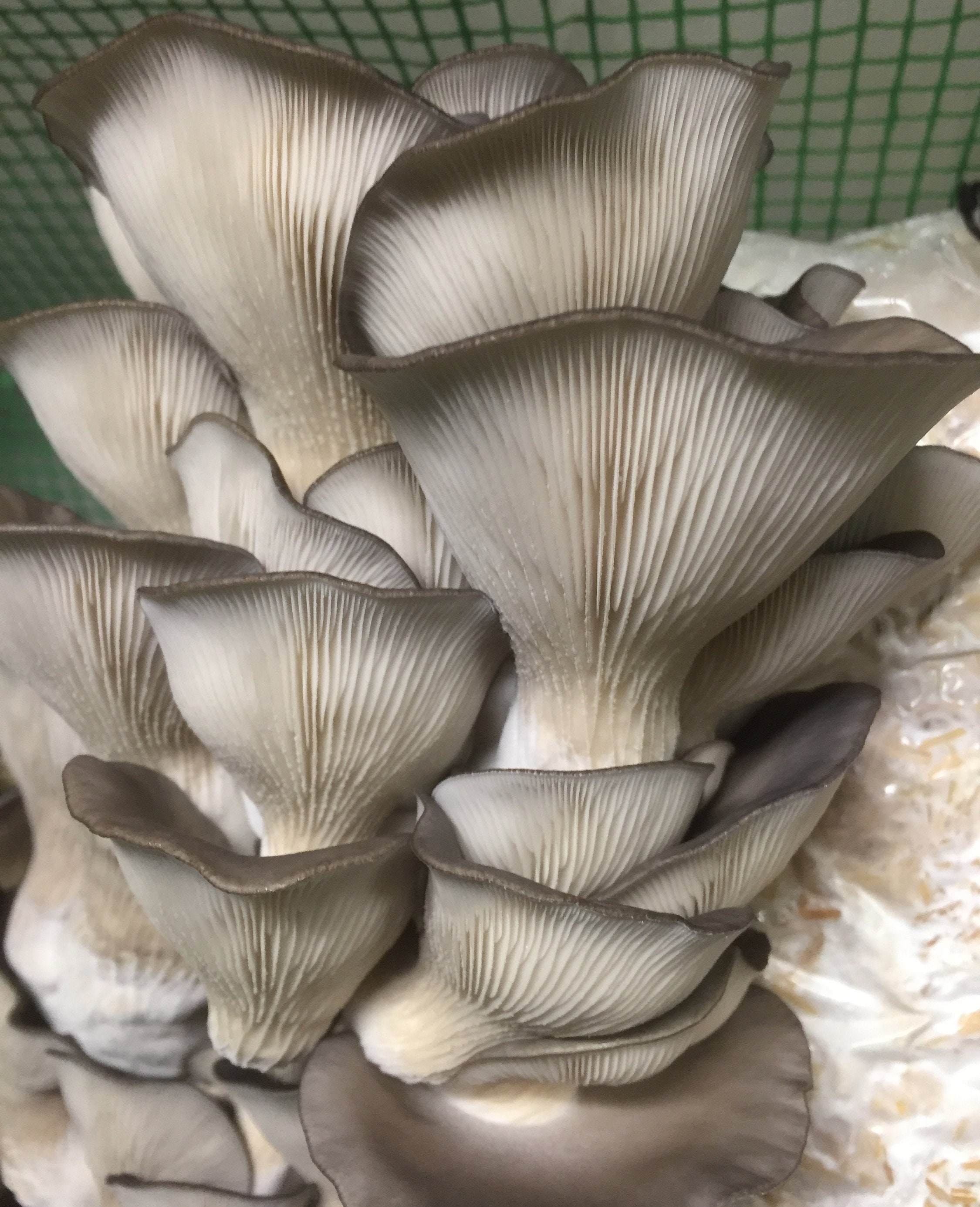 Oyster Mycelium Liquid Culture pleurotus Ostreatus - Etsy