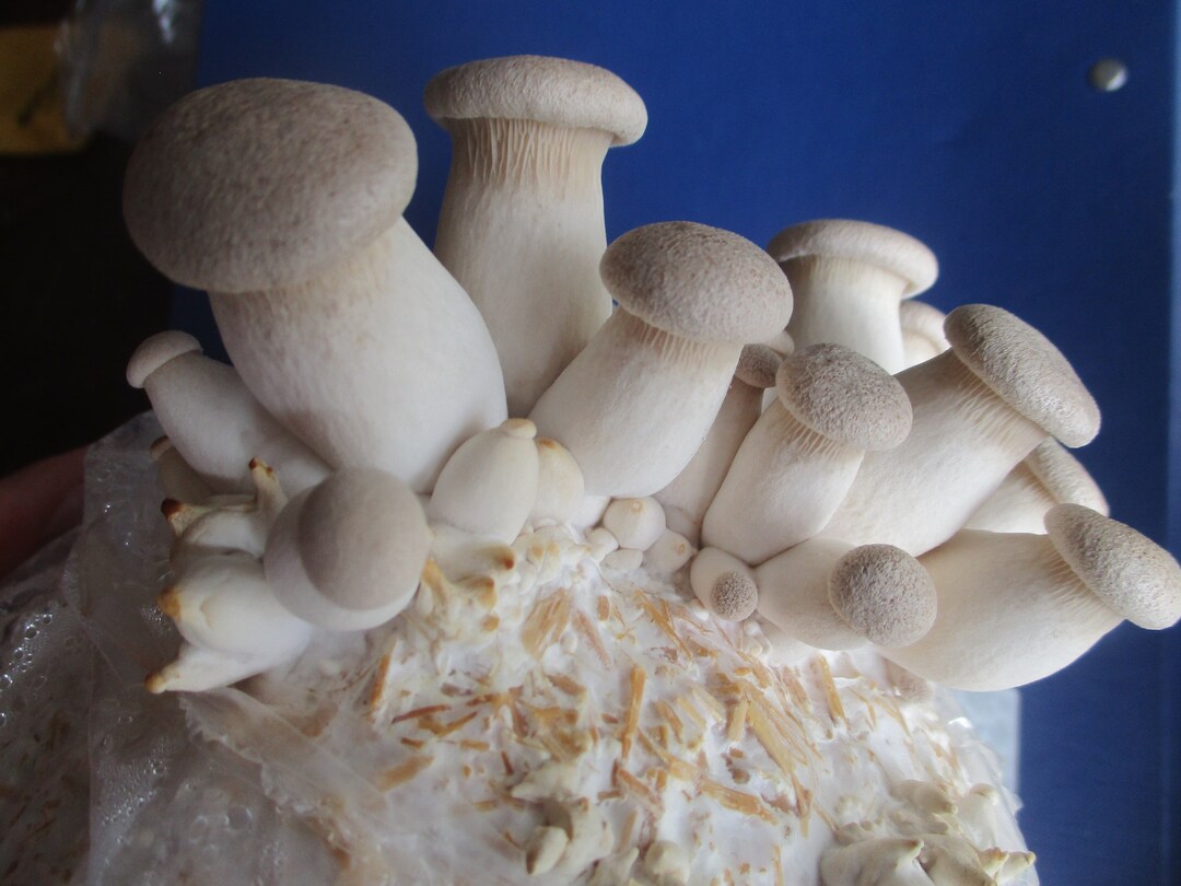 King Oyster Mycelium Liquid Culture (pleurotus Eryngii) - Etsy