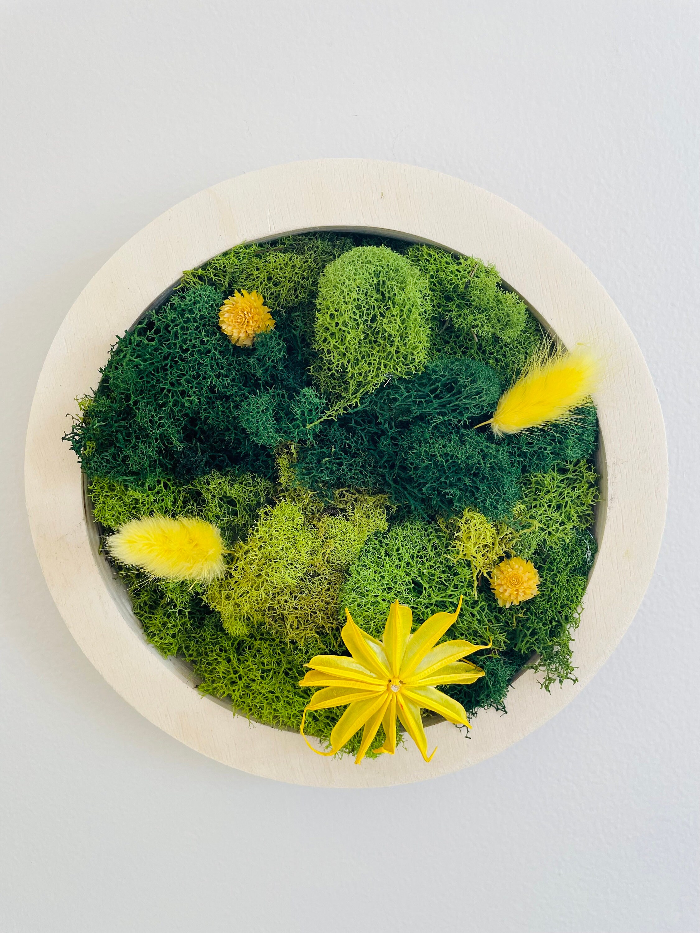 Moss Art in Shadow Box 8 8 Girasole - Etsy