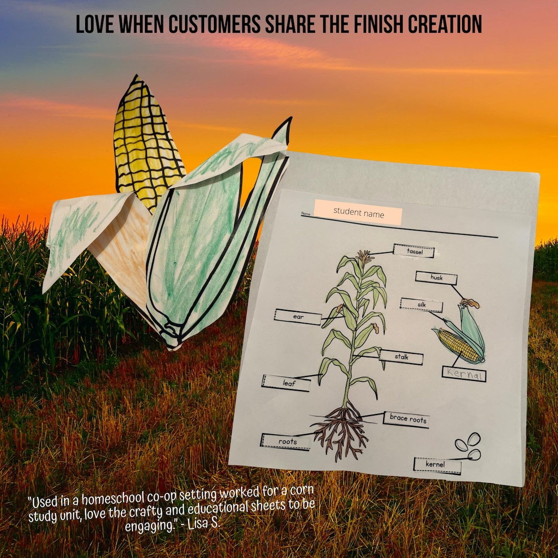 Corn Craft, Corn Life Cycle Cut and Glue, and Parts of a Corn Plant Cut ...