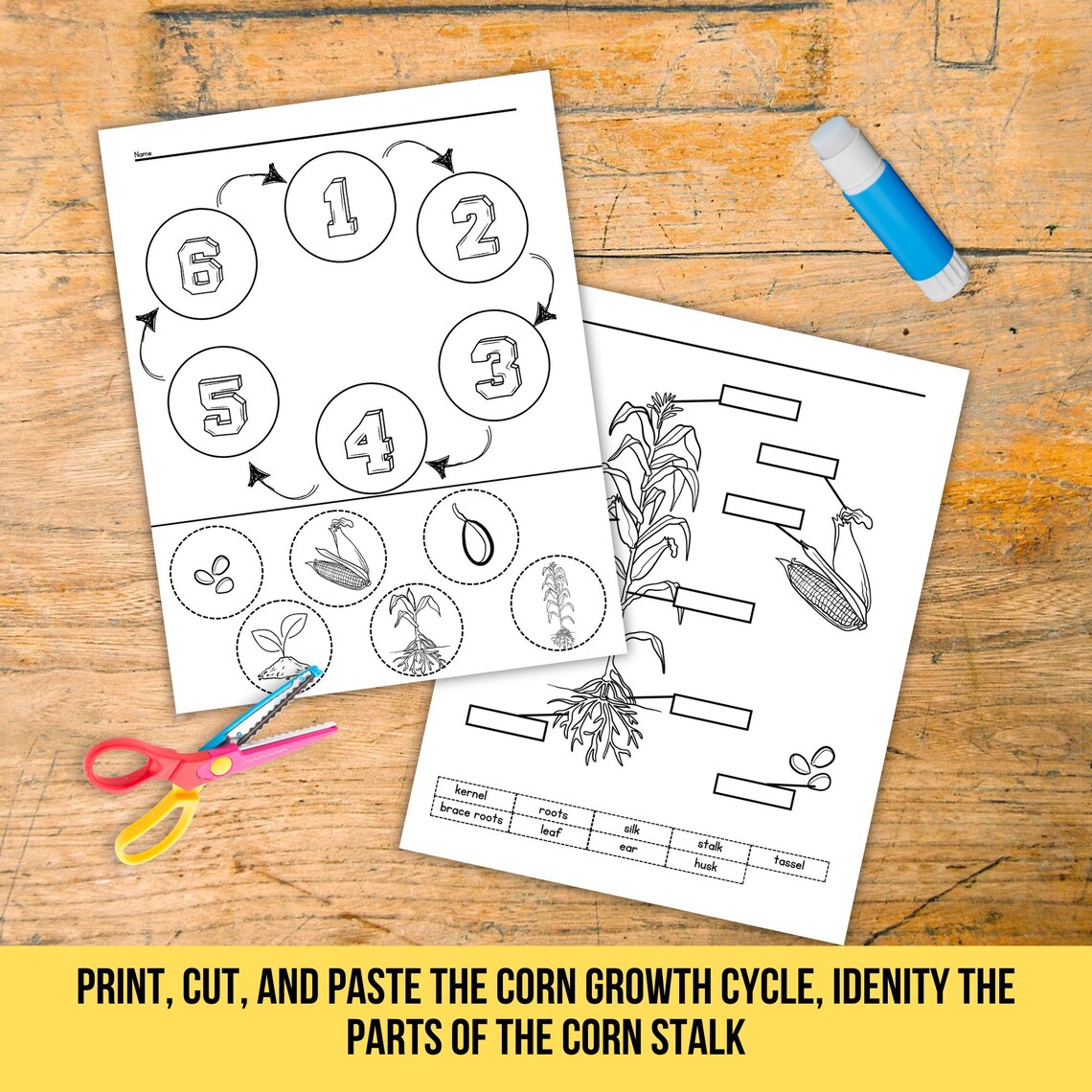 Corn Craft, Corn Life Cycle Cut and Glue, and Parts of a Corn Plant Cut ...