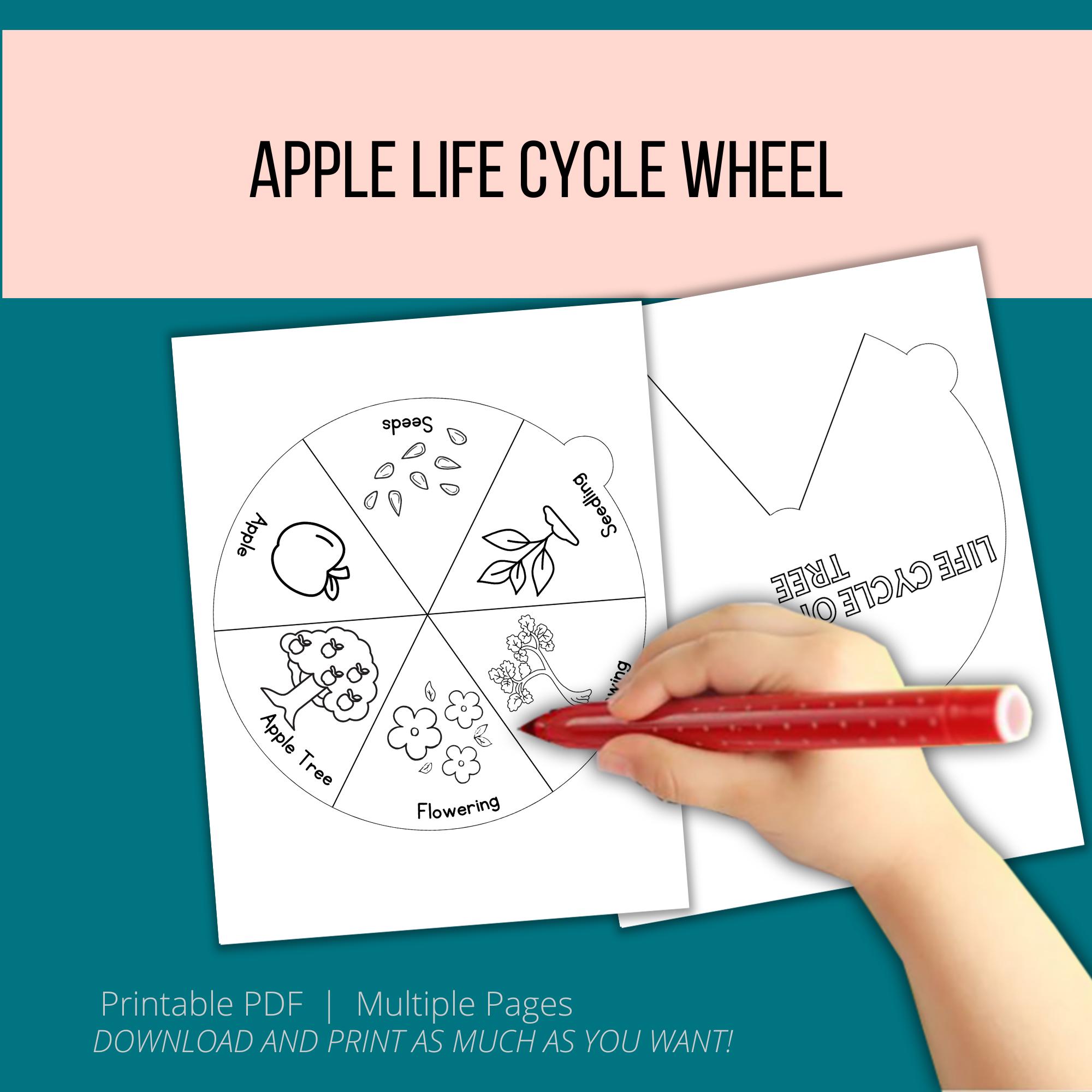 Apple Life Cycle Spinner Wheel & Apple Cut and Paste Parts With Bonus ...