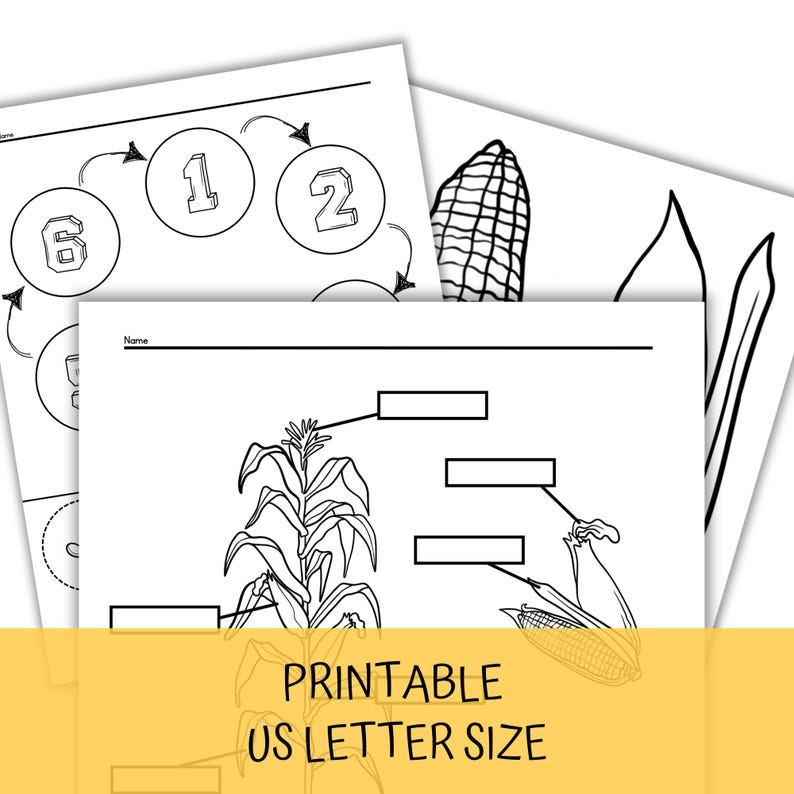 Corn Craft, Corn Life Cycle Cut and Glue, and Parts of a Corn Plant Cut ...