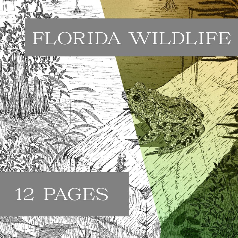 Florida Wildlife Coloring Book | Digital Download - Etsy