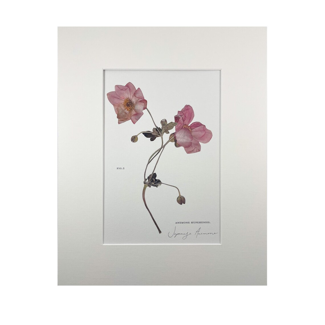 Dried Flower Prints W/ Mat 12x15 - Etsy