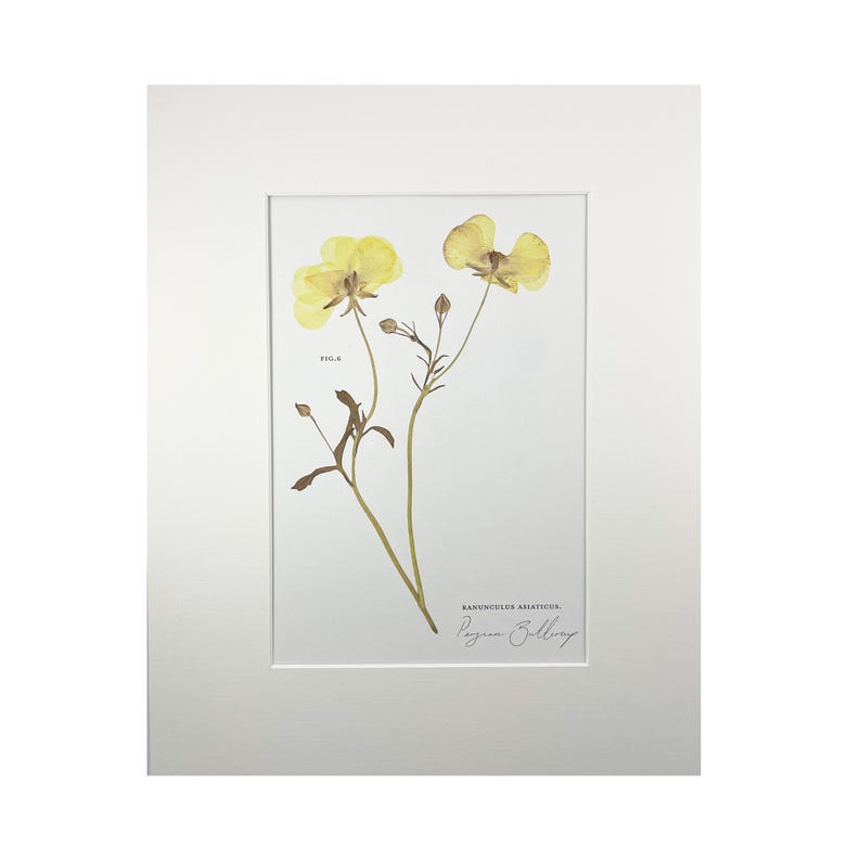 Dried Flower Prints W/ Mat 12x15 - Etsy