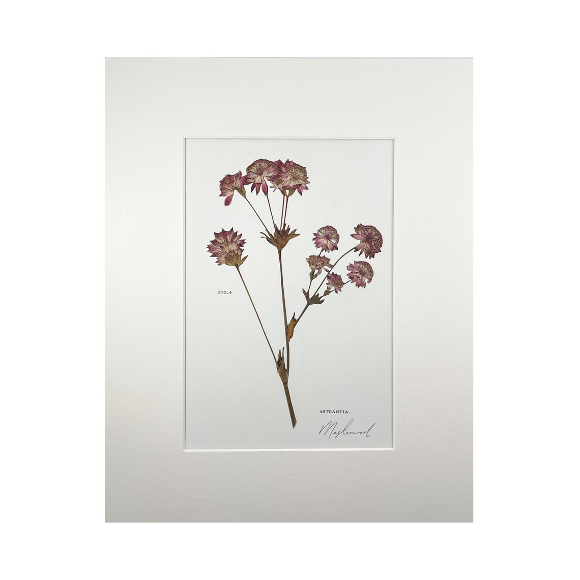 Dried Flower Prints W/ Mat 12x15 - Etsy