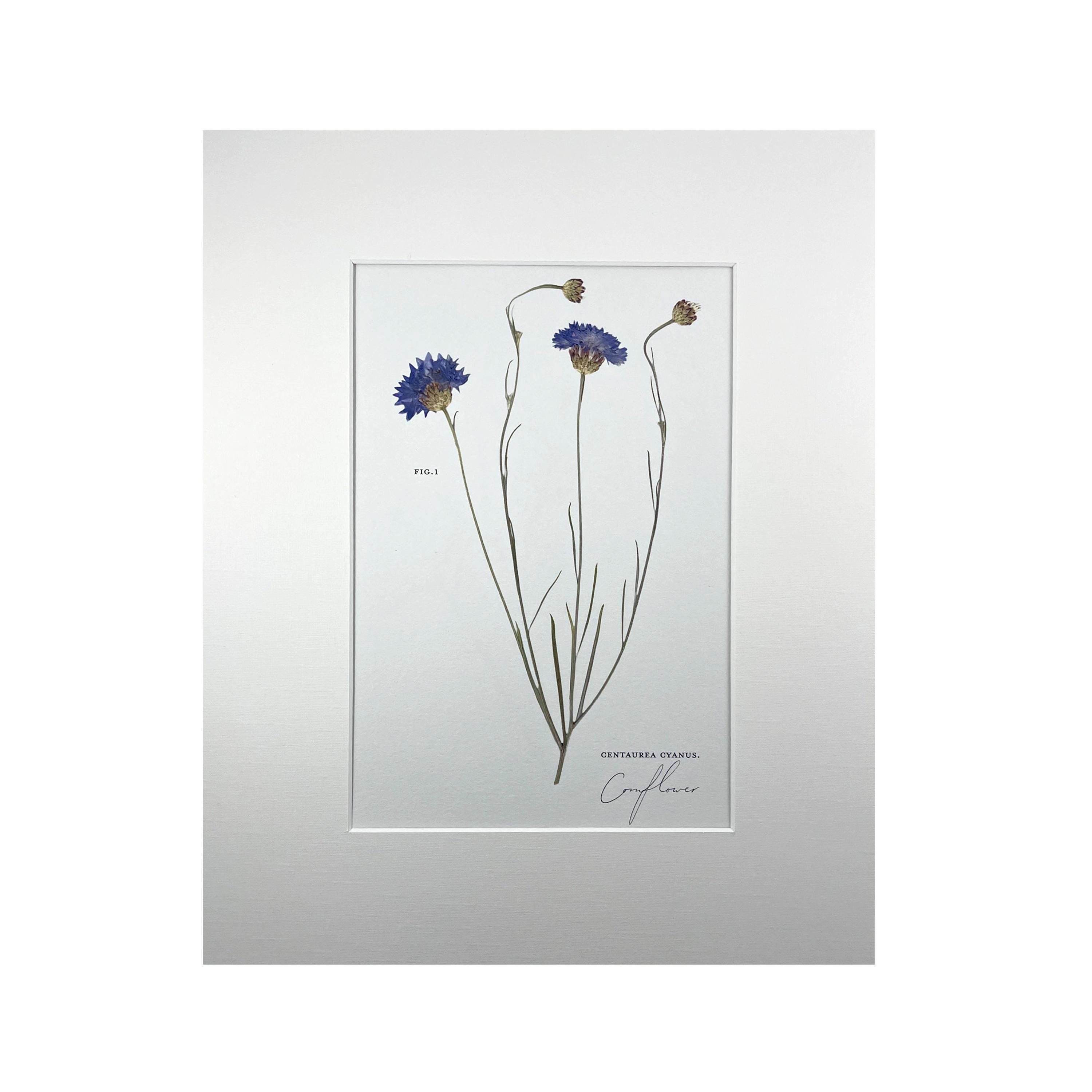 Dried Flower Prints W/ Mat 12x15 - Etsy