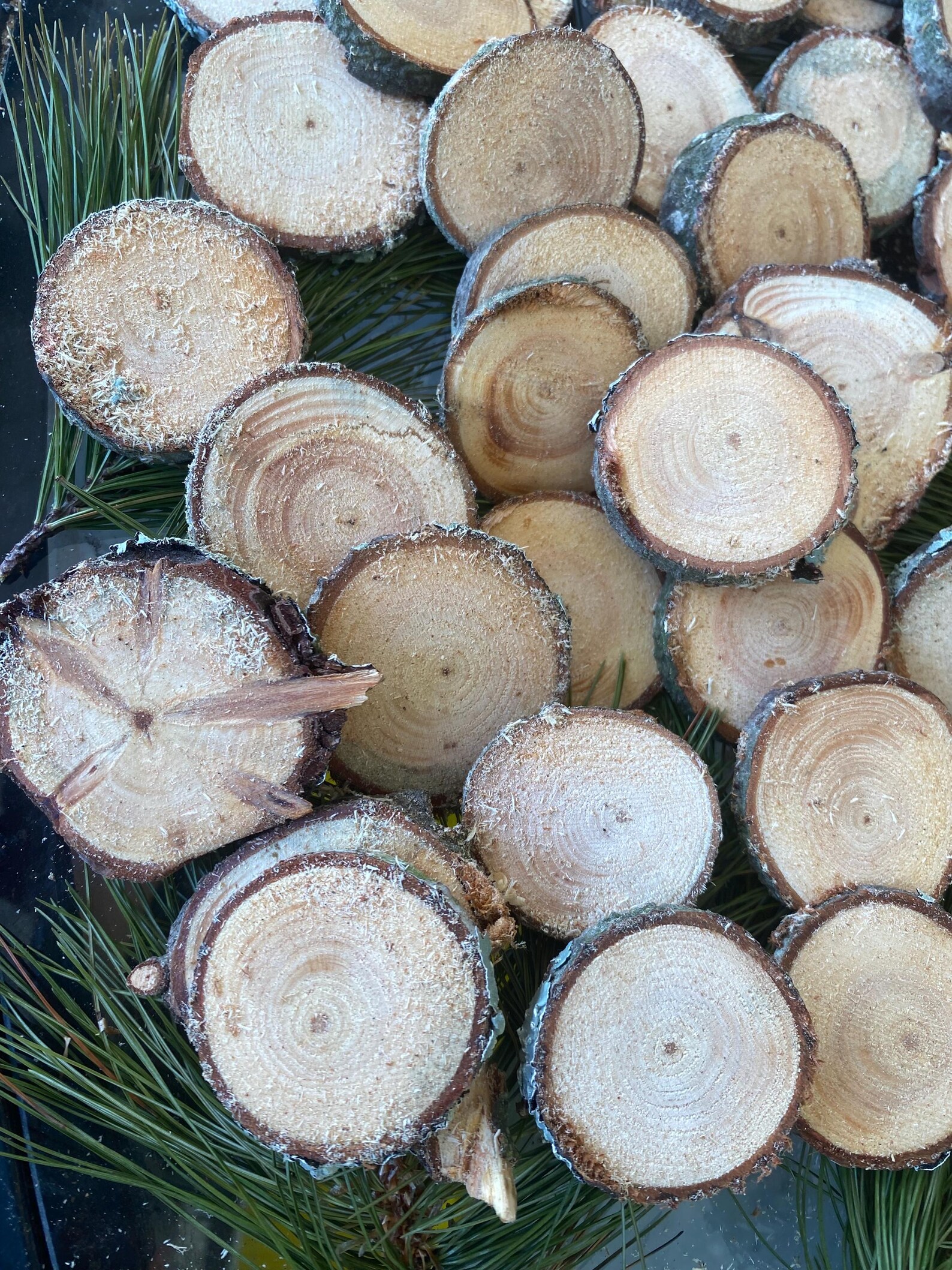 Balsam Fir Pine Cone Logs 50 2-3” - Etsy