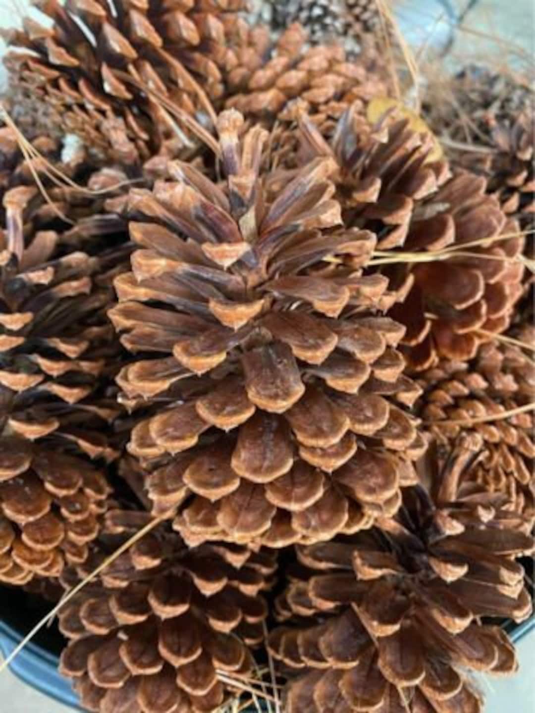 North Carolina Long Leaf 5-7" Pine Cones Lot of 4 - Etsy