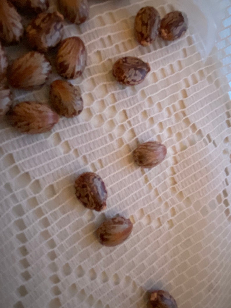 N Carolina Mole or Castor Plant Seeds Pk of 10 Mole Repellent Ricinus ...