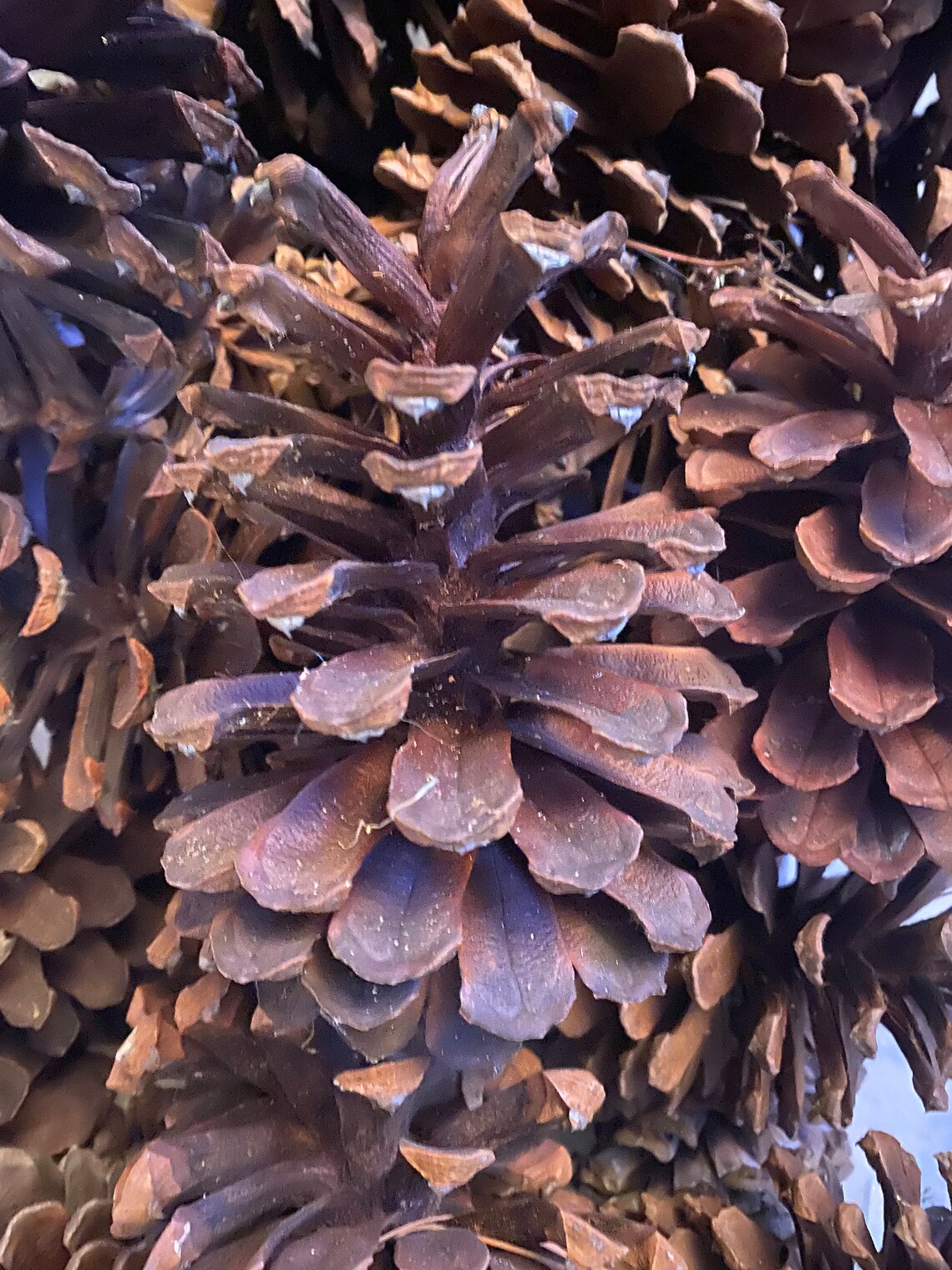 Long Leaf Pine Cones 4-6" North Carolina 2024 Harvest 4 per Unit - Etsy