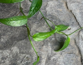 Skeleton Key Pothos - Etsy