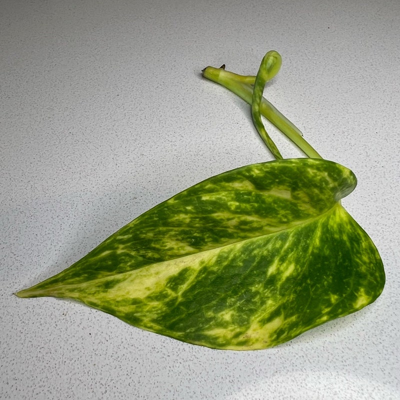 Golden Pothos - Etsy