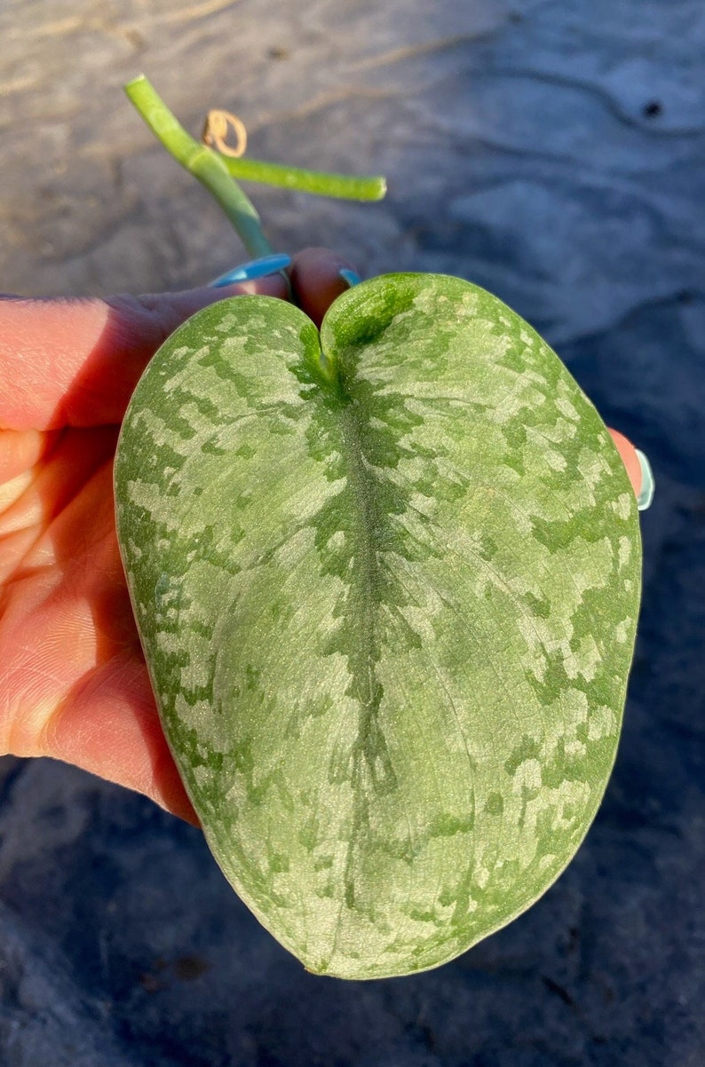 Scindapsus Pictus 'silver Splash' Cutting: Rare Unrooted Houseplant - Etsy