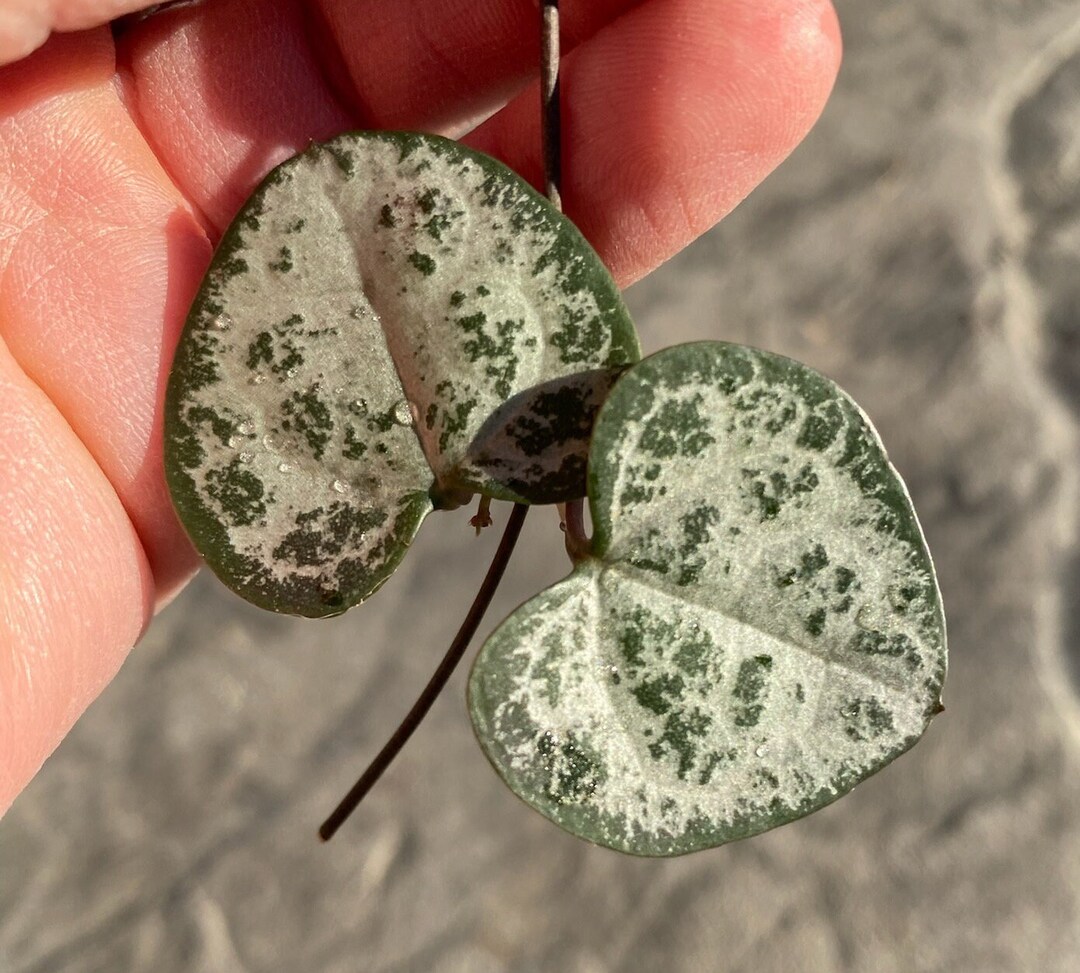 Chain of Hearts Cutting: Ceropegia Woodii Rosary Vine - Etsy