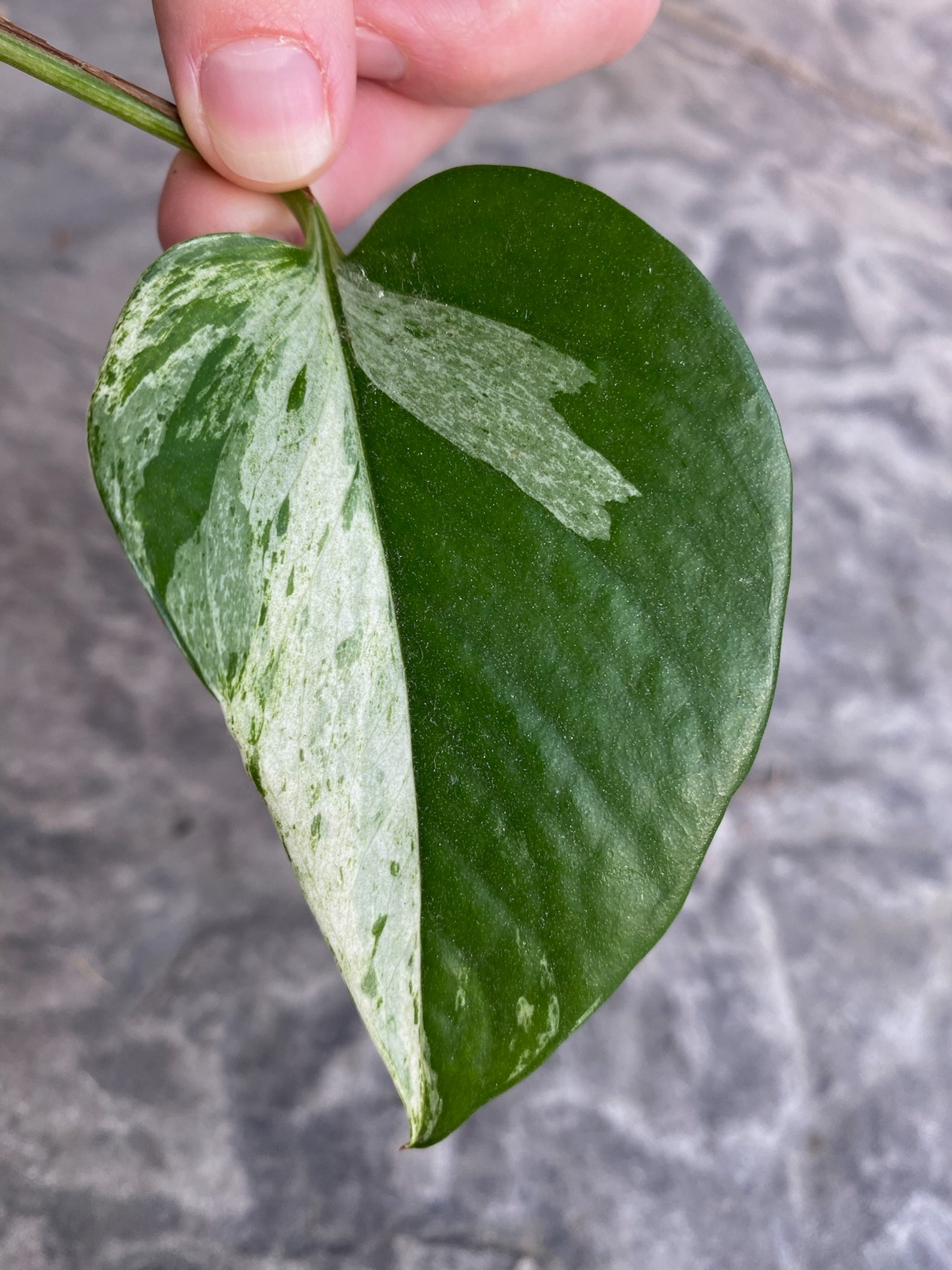 Marble Queen Pothos Cutting: Tropical Houseplant Starter - Etsy